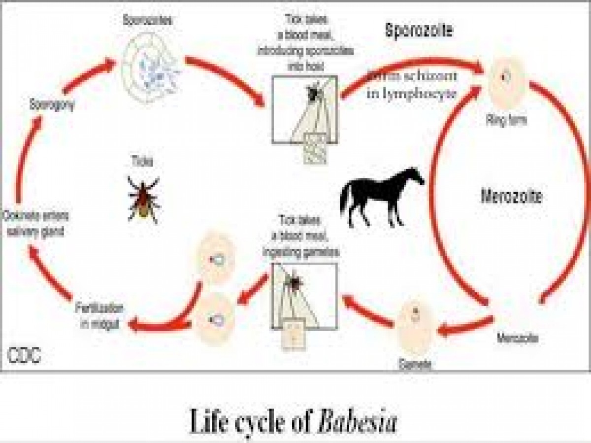 EL CABALLO CON PIROPLASMOSIS
